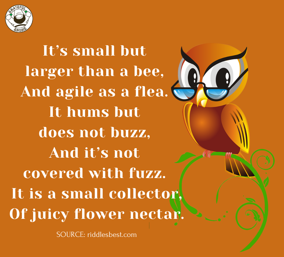 Riddle Time – Grateful Gnome