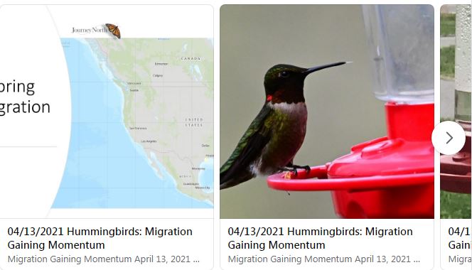 Hummingbird Spring Migration Gaining Momentum – Grateful Gnome