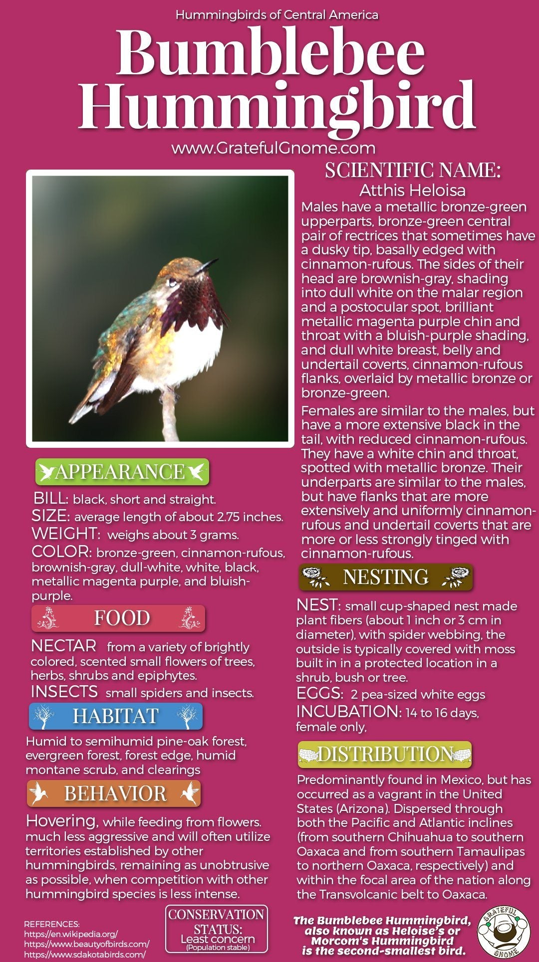 Bee Hummingbird Size