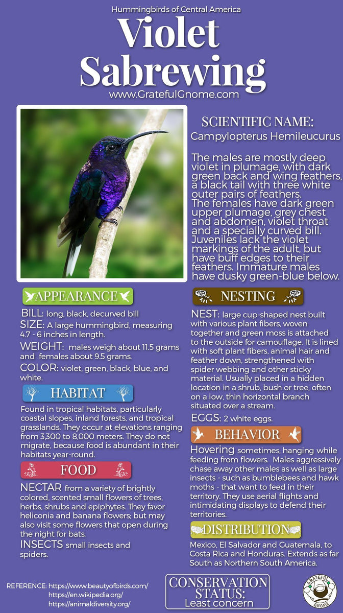 Hummingbirds of Central America - Violet Sabrewing – Grateful Gnome