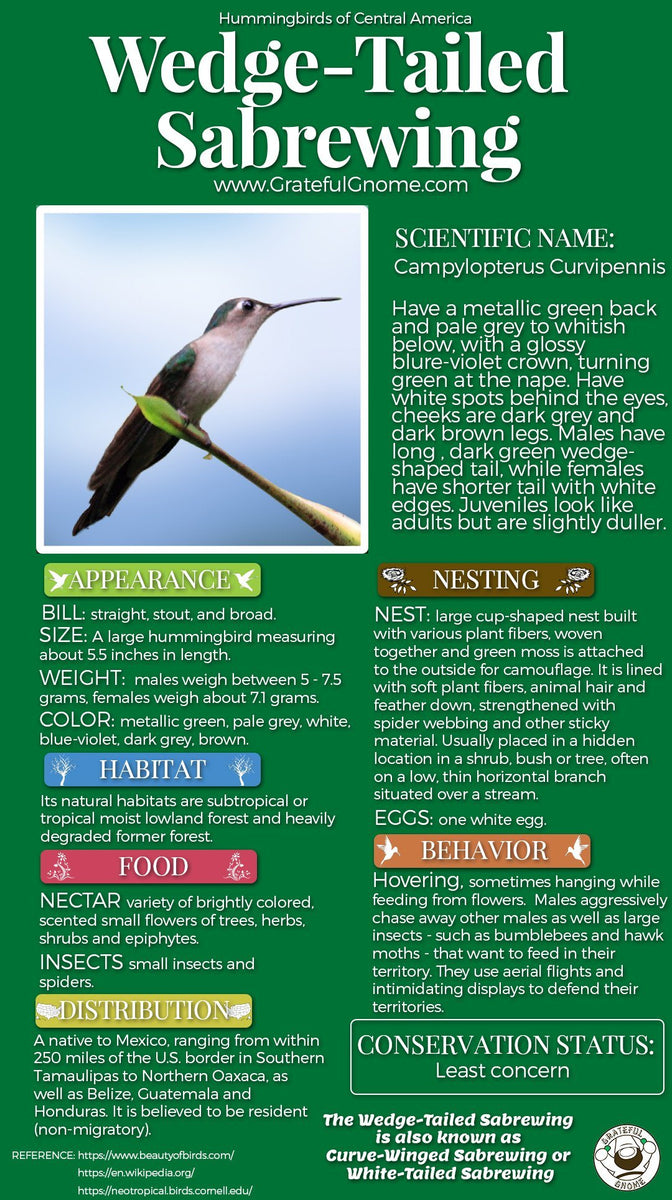 Hummingbirds of Central America - Wedge-Tailed Sabrewing – Grateful Gnome