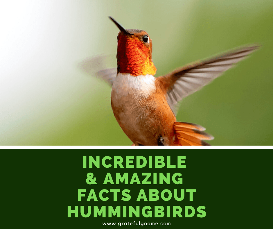 Incredible and Amazing Facts About Hummingbirds – Grateful Gnome