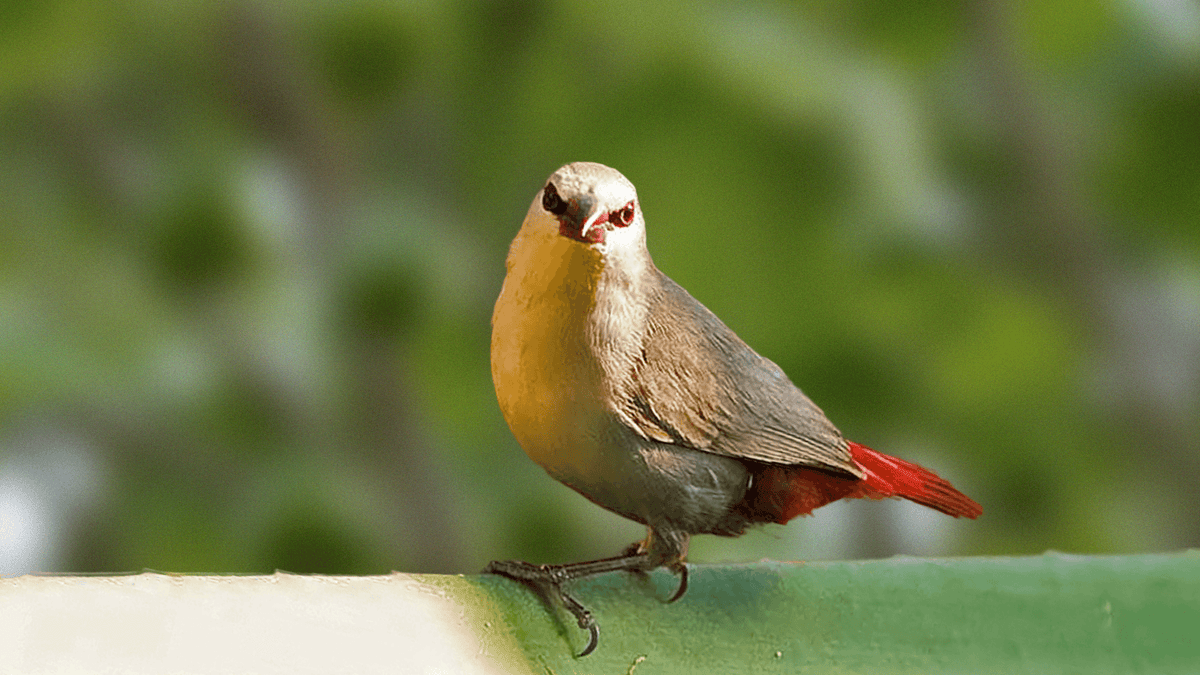 Lavender Waxbill – Grateful Gnome