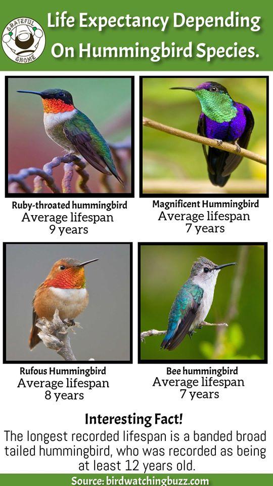 Life Expectancy Depending on Hummingbird Species – Grateful Gnome