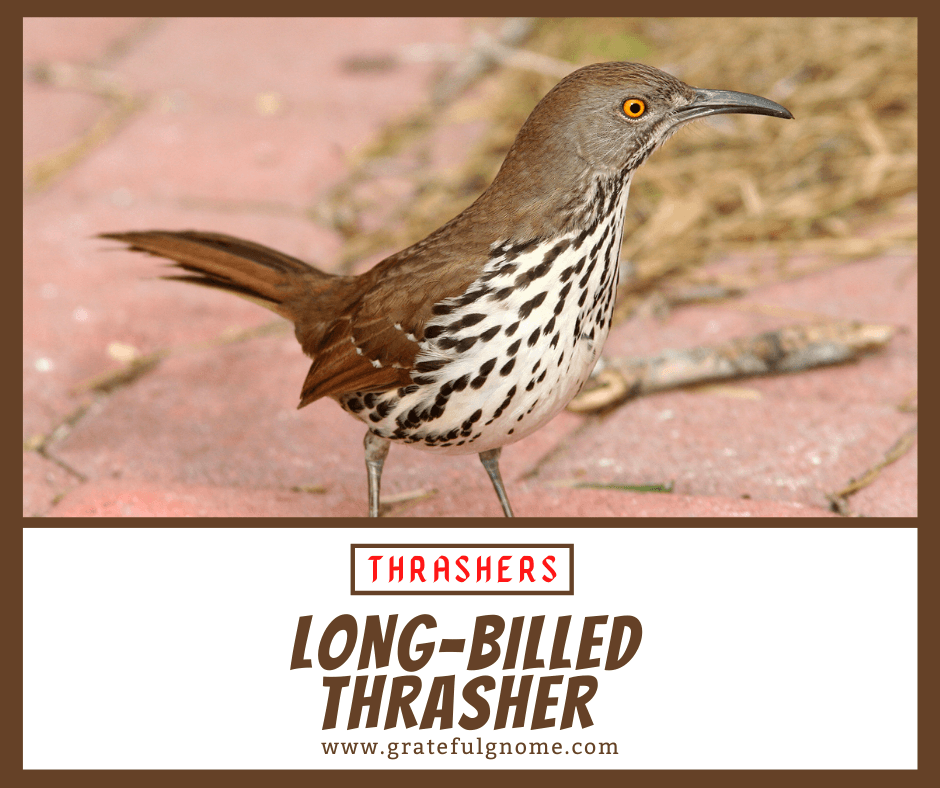 Long-billed Thrasher – Grateful Gnome