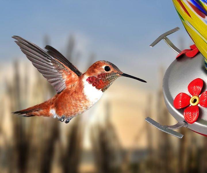 Lure hummingbirds into your yard with beautiful hummingbird feeders ...