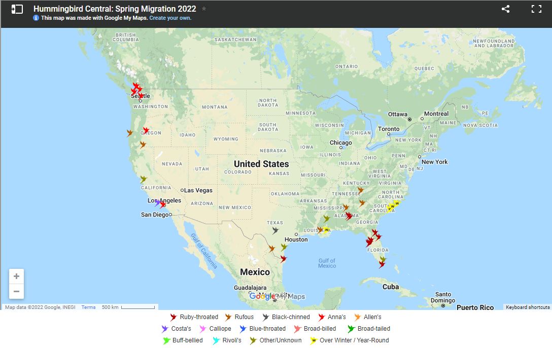 Hummingbird Spring Migration 2022 – Grateful Gnome