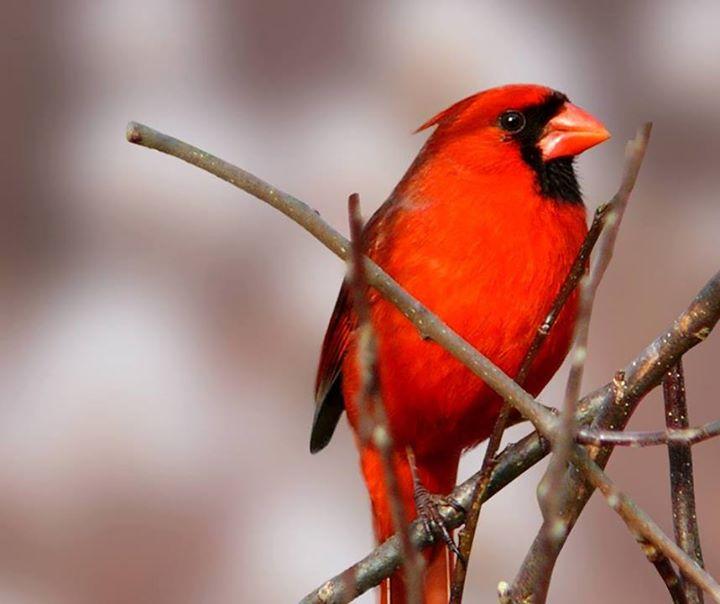 Most Popular Birds to Attract – Grateful Gnome