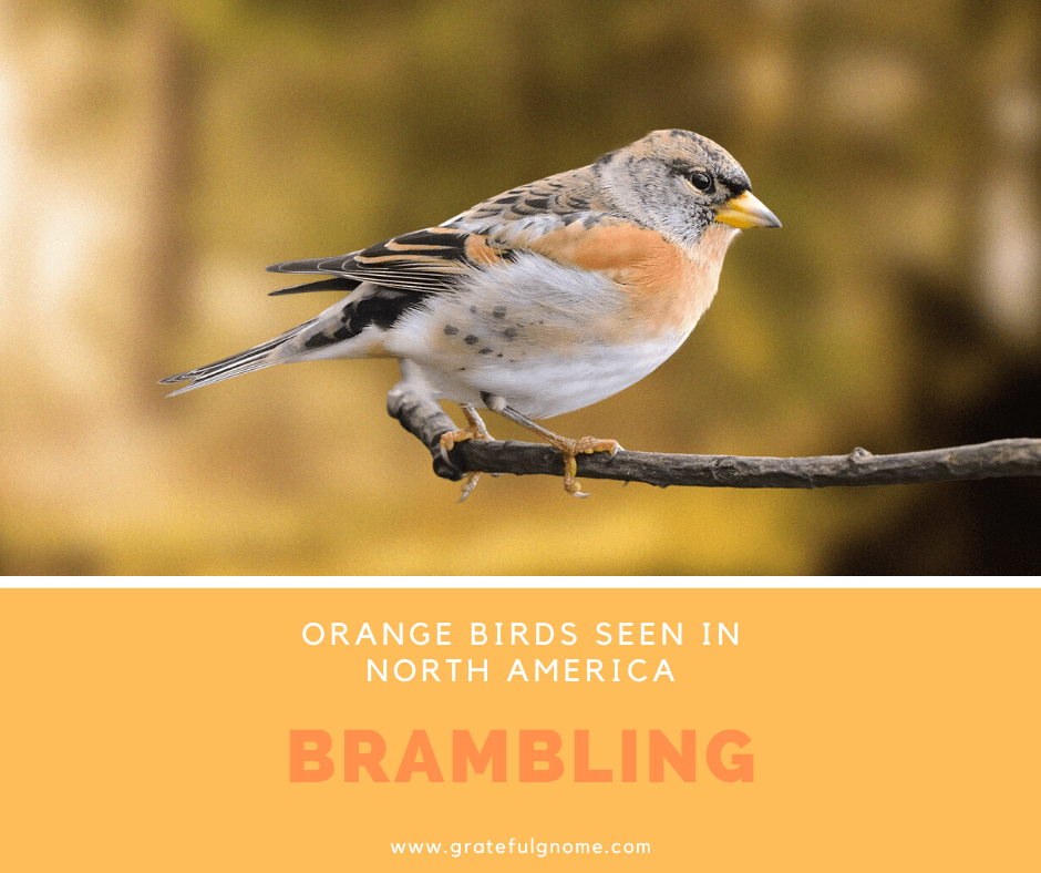 Orange Birds Seen in North America - Brambling – Grateful Gnome