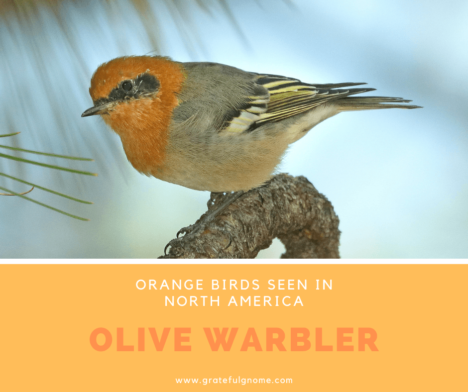 Olive Warbler – Grateful Gnome