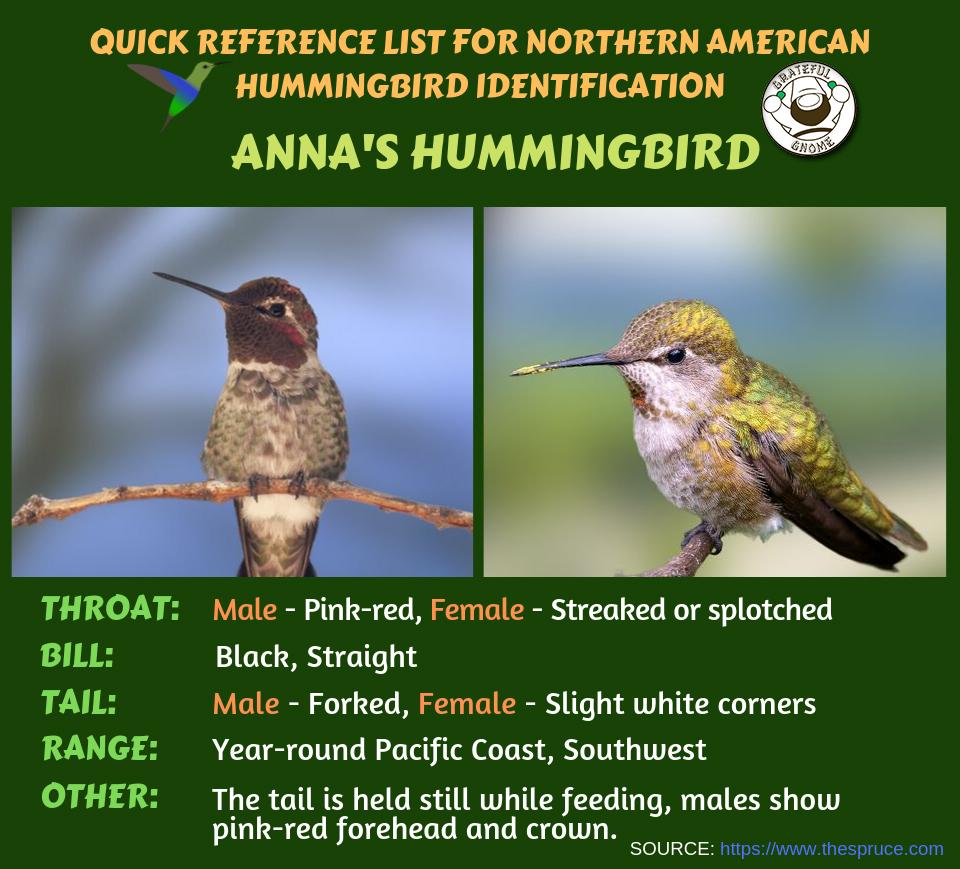 Quick Reference List for Northern American Hummingbird Identification ...