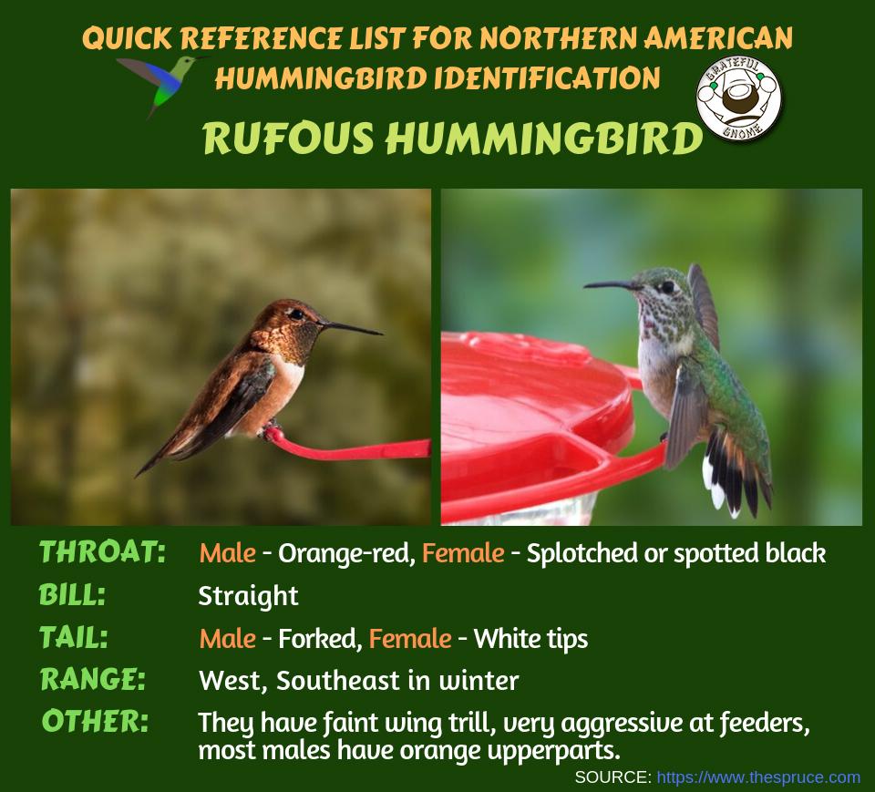 Quick Reference List for Northern American Hummingbird Identification ...