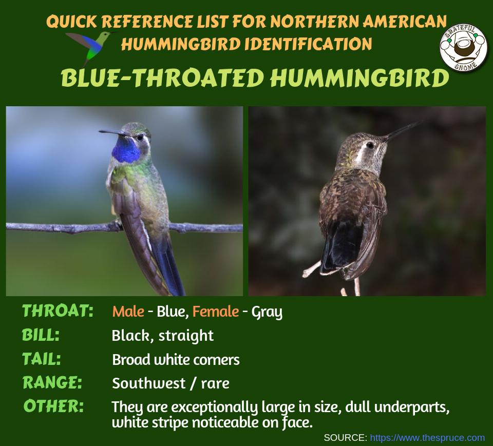 Quick Reference List for Northern American Hummingbird Identification ...