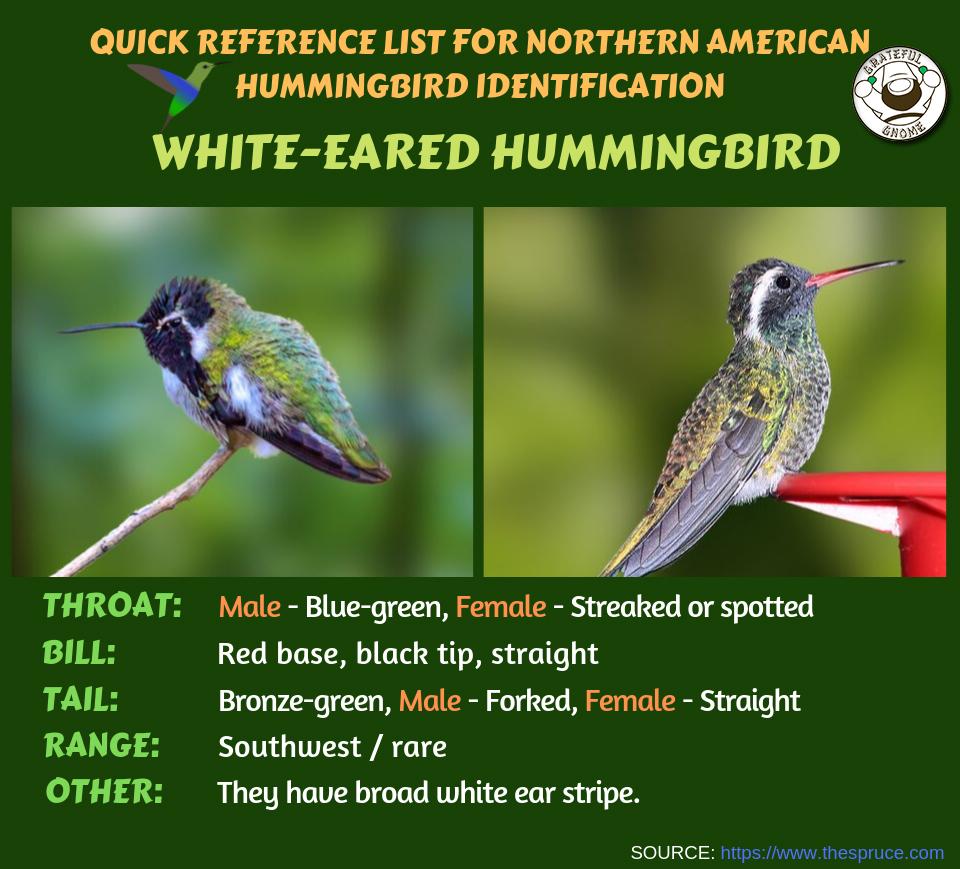 Quick Reference List for Northern American Hummingbird Identification ...