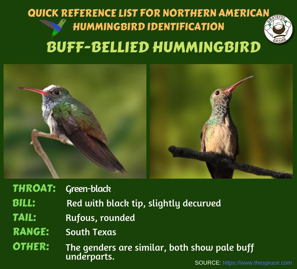 Quick Reference List for Northern American Hummingbird Identification ...