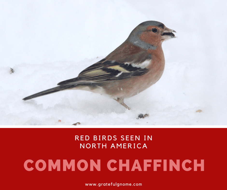 Red Birds Seen in North America - Common Chaffinch – Grateful Gnome