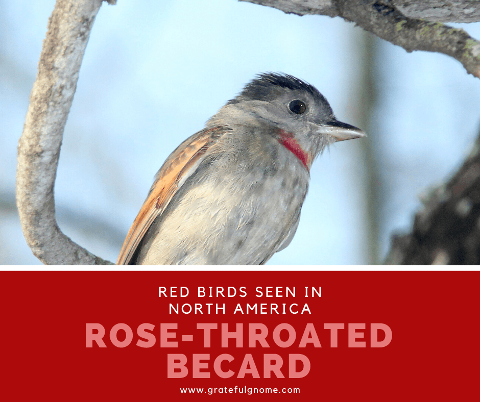Red Birds Seen in North America - Rose-Throated Becard – Grateful Gnome
