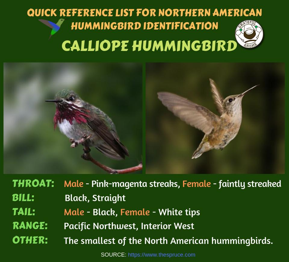 Reference List for Northern American Hummingbird Identification ...