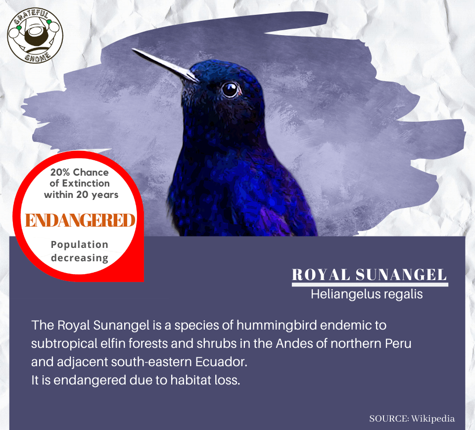 Royal Sunangel (Endangered Hummingbird Species) – Grateful Gnome