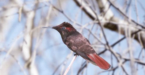 Ruby-topaz Hummingbird – Grateful Gnome