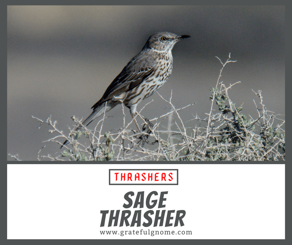 Sage Thrasher – Grateful Gnome