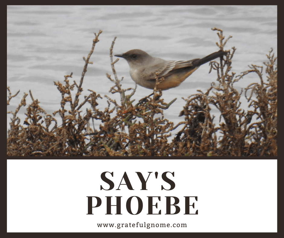 Say's Phoebe – Grateful Gnome