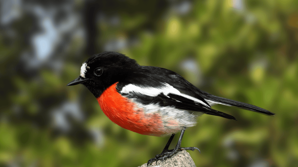 Scarlet Robin – Grateful Gnome