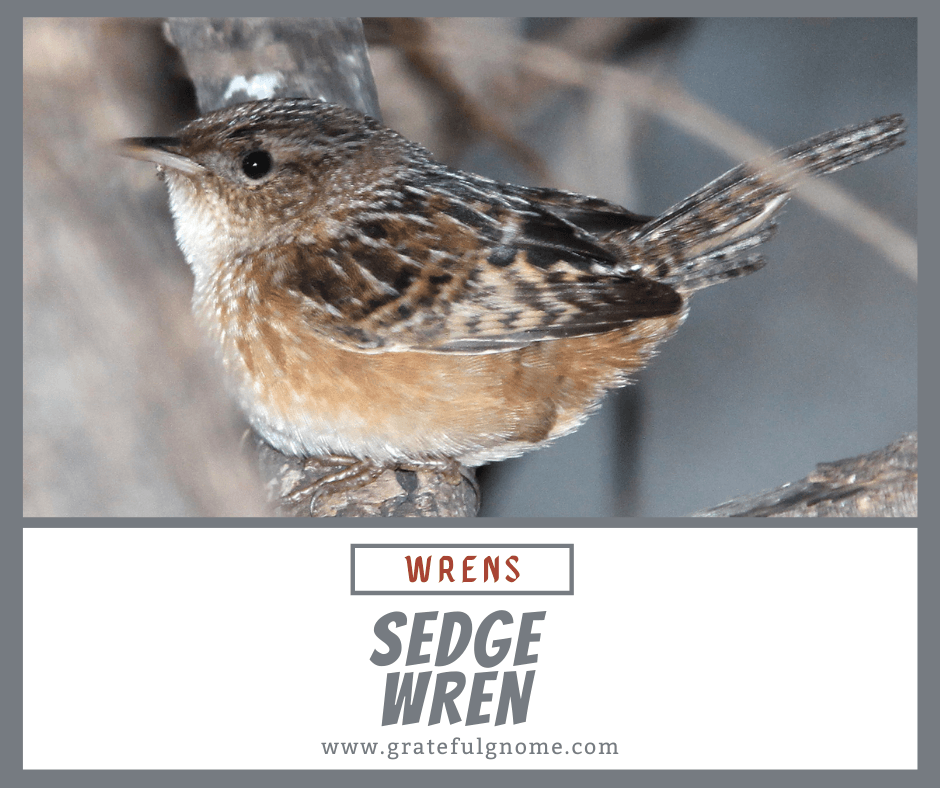 Sedge Wren – Grateful Gnome