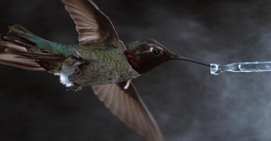 See Hummingbirds Fly, Shake, Drink in Amazing Slow Motion – Grateful Gnome