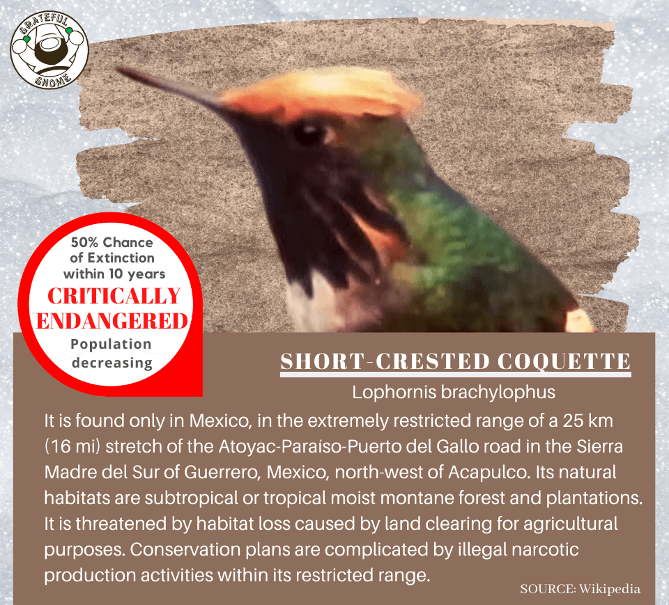 Short-crested Coquette (Endangered Hummingbird Species) – Grateful Gnome