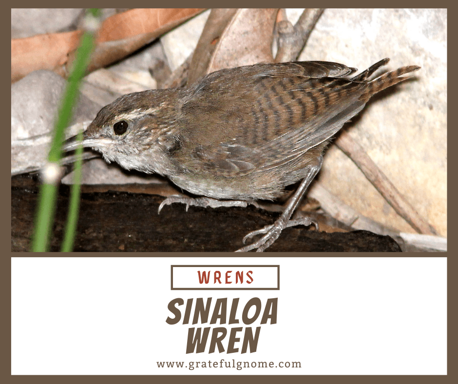 Sinaloa Wren – Grateful Gnome