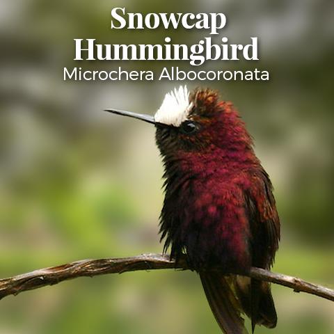 Snowcap Hummingbird – Grateful Gnome
