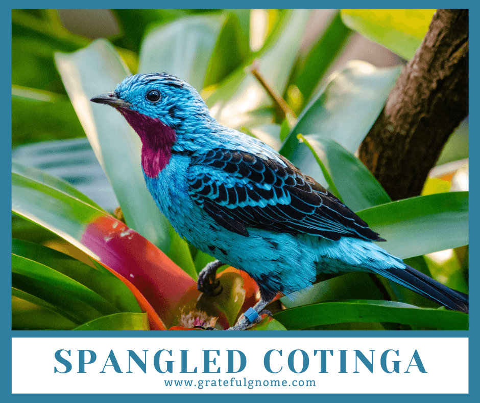 Spangled Cotinga – Grateful Gnome