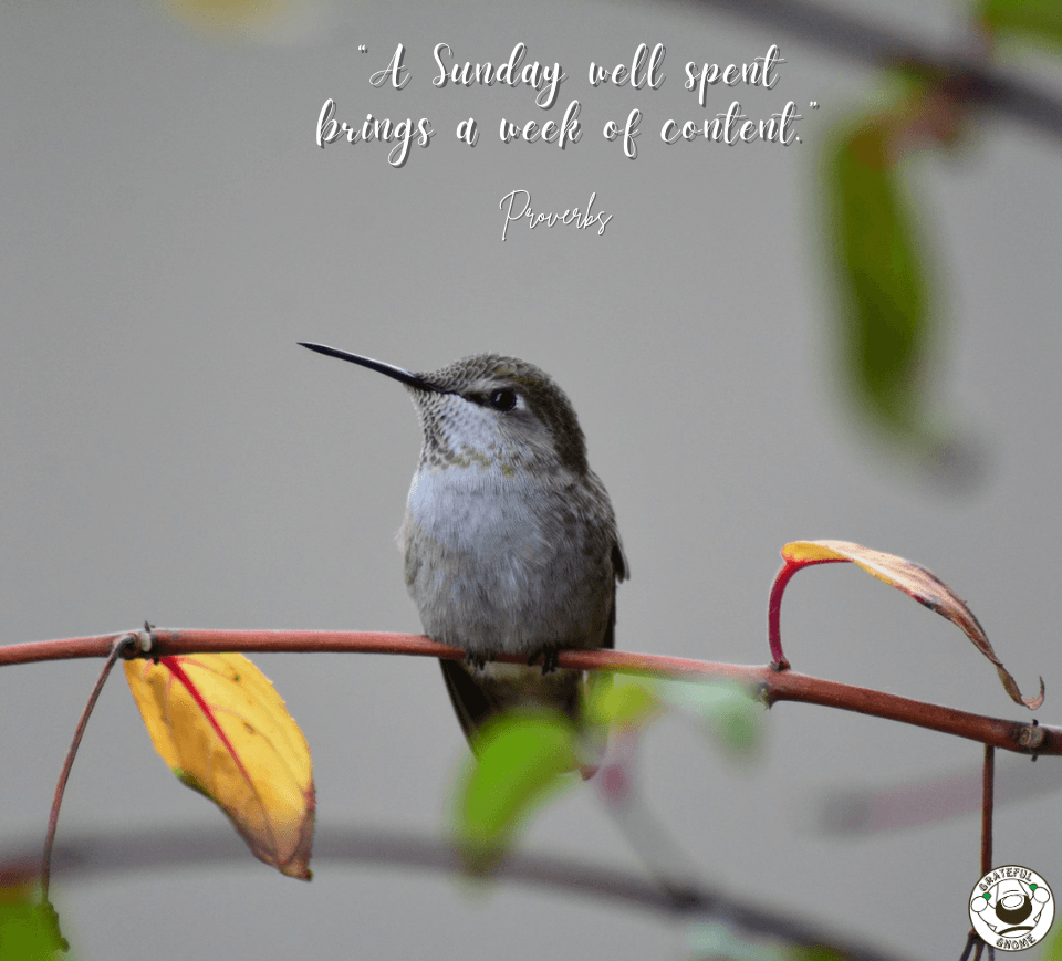 Sunday Quotes – Grateful Gnome