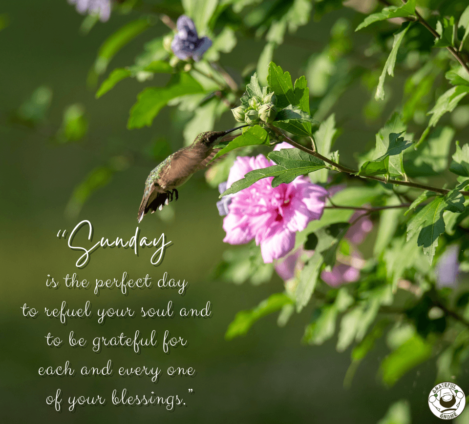 Sunday Quotes – Grateful Gnome