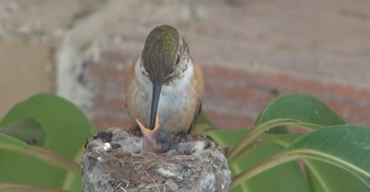 The Life Cycle of Baby Rufous Hummingbirds – Grateful Gnome