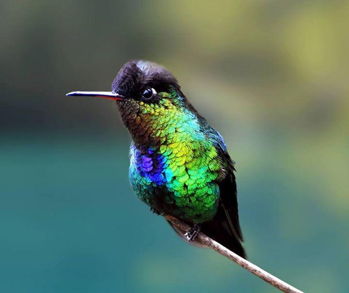 The Most Beautiful and Colorful Hummingbirds – Grateful Gnome