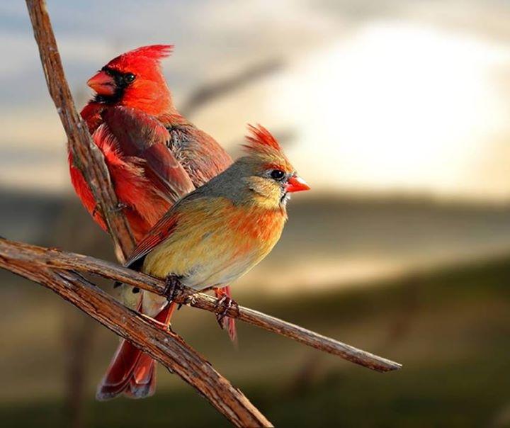 The Most Common Backyard Birds – Grateful Gnome