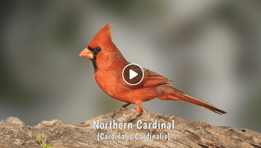 The North American Red Bird Species – Grateful Gnome