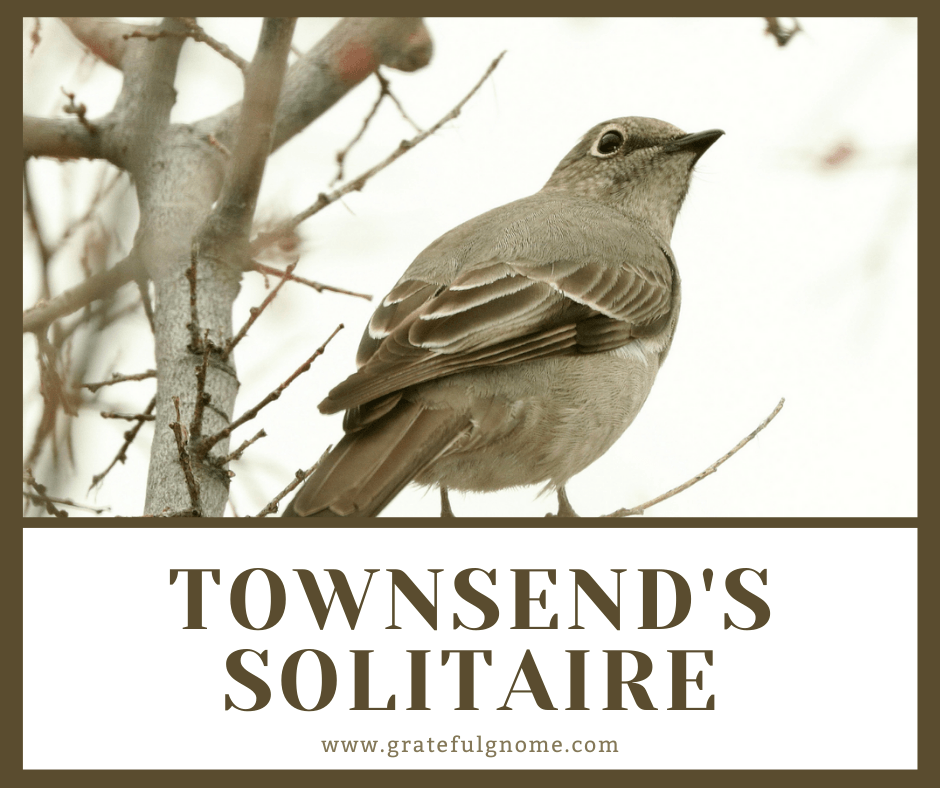 Townsend's Solitaire – Grateful Gnome