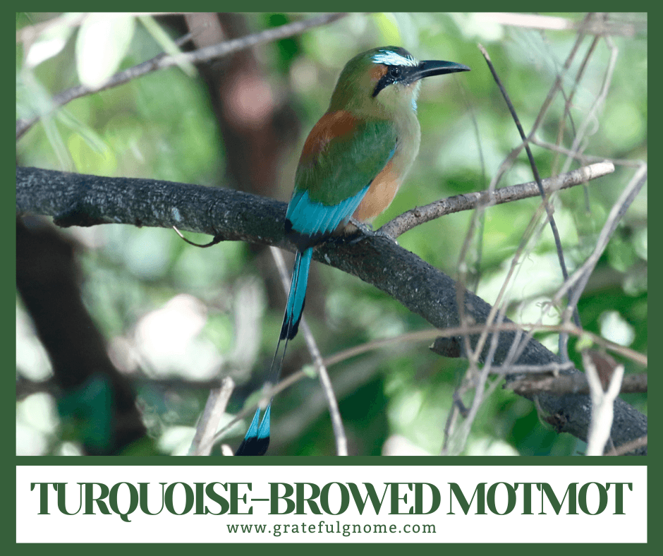 Turquoise-browed Motmot – Grateful Gnome