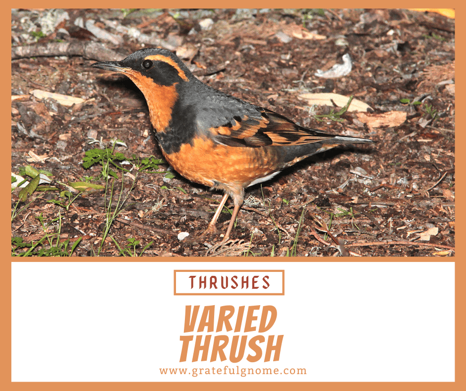 Varied Thrush – Grateful Gnome