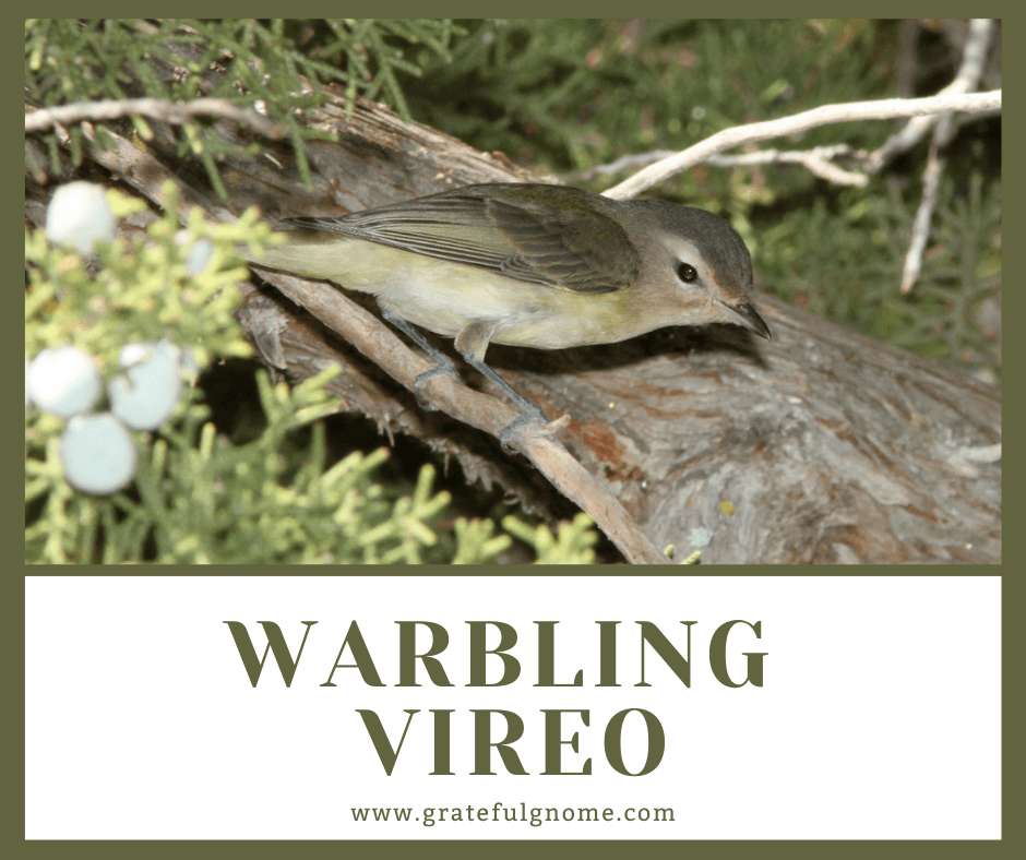 Warbling Vireo – Grateful Gnome