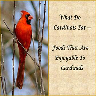 What Do Cardinals Eat - Foods That Are Enjoyable To Cardinals ...