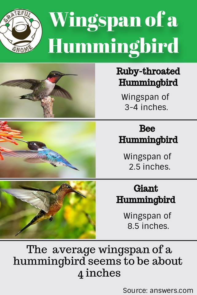 Wingspan of a Hummingbird – Grateful Gnome