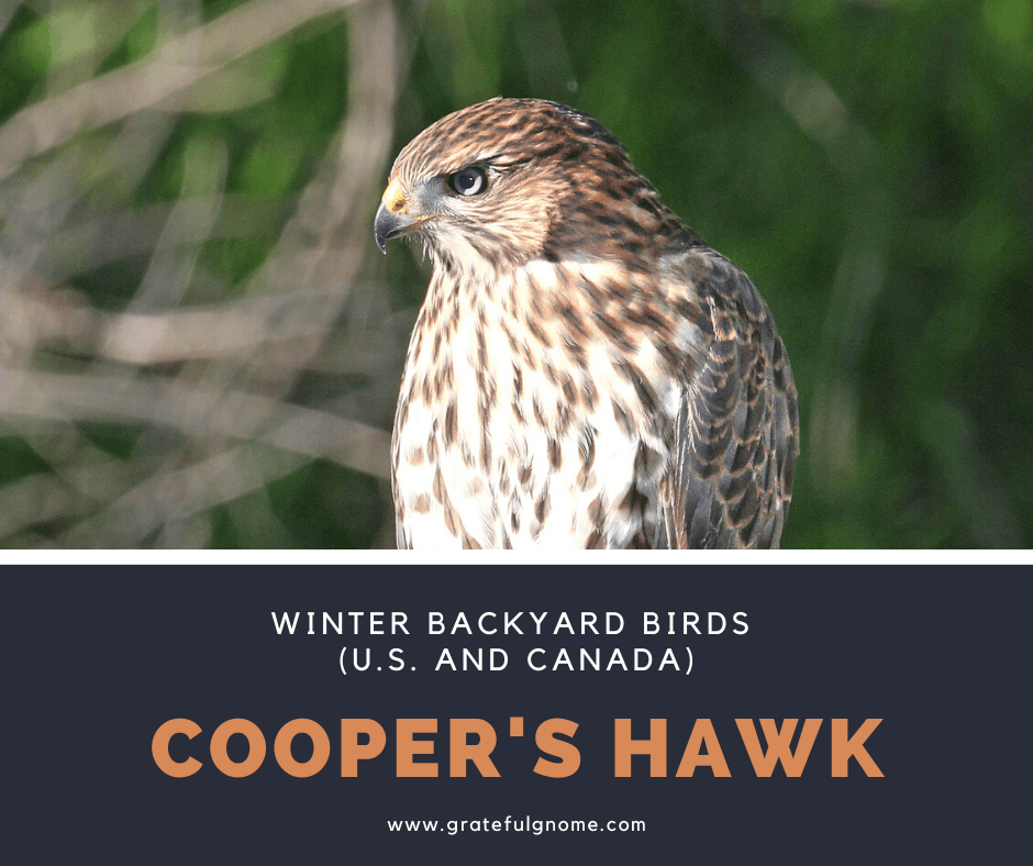 Winter Backyard Birds (U.S. and Canada) - Cooper's Hawk – Grateful Gnome