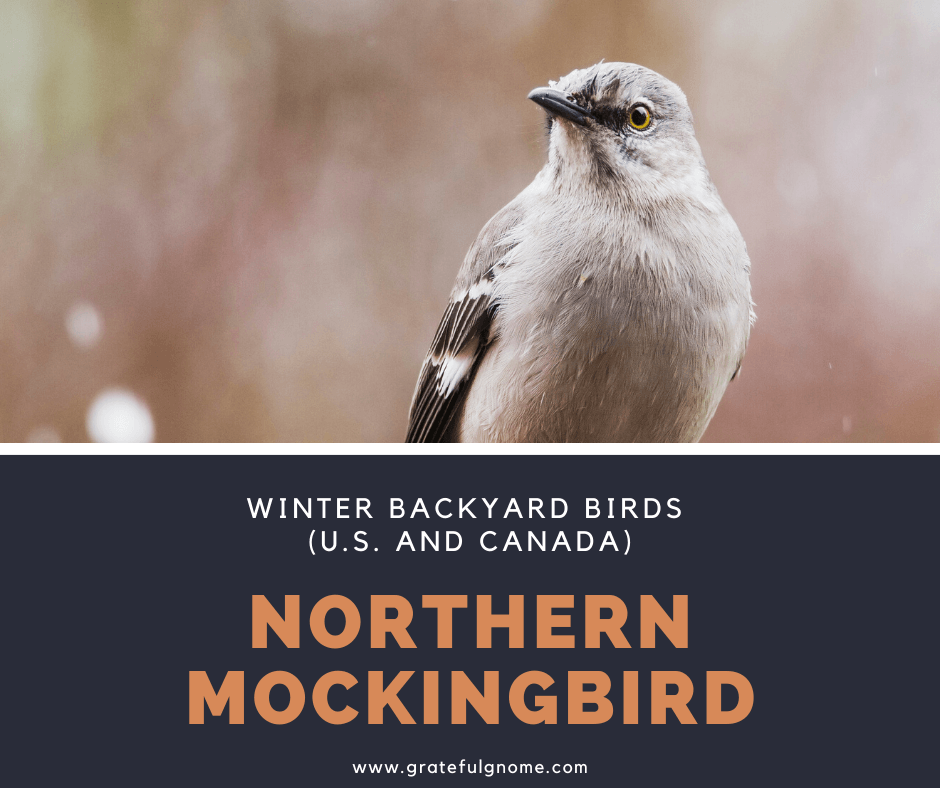 Winter Backyard Birds (U.S. and Canada) - Northern Mockingbird ...